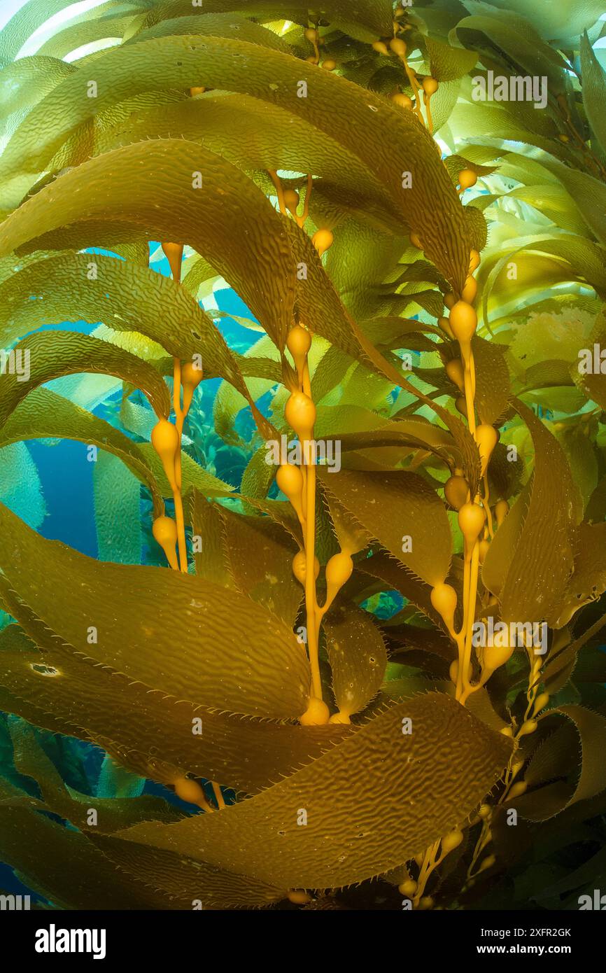 Detail of the gas bladders and fronds of Giant kelp (Macrocystis ...
