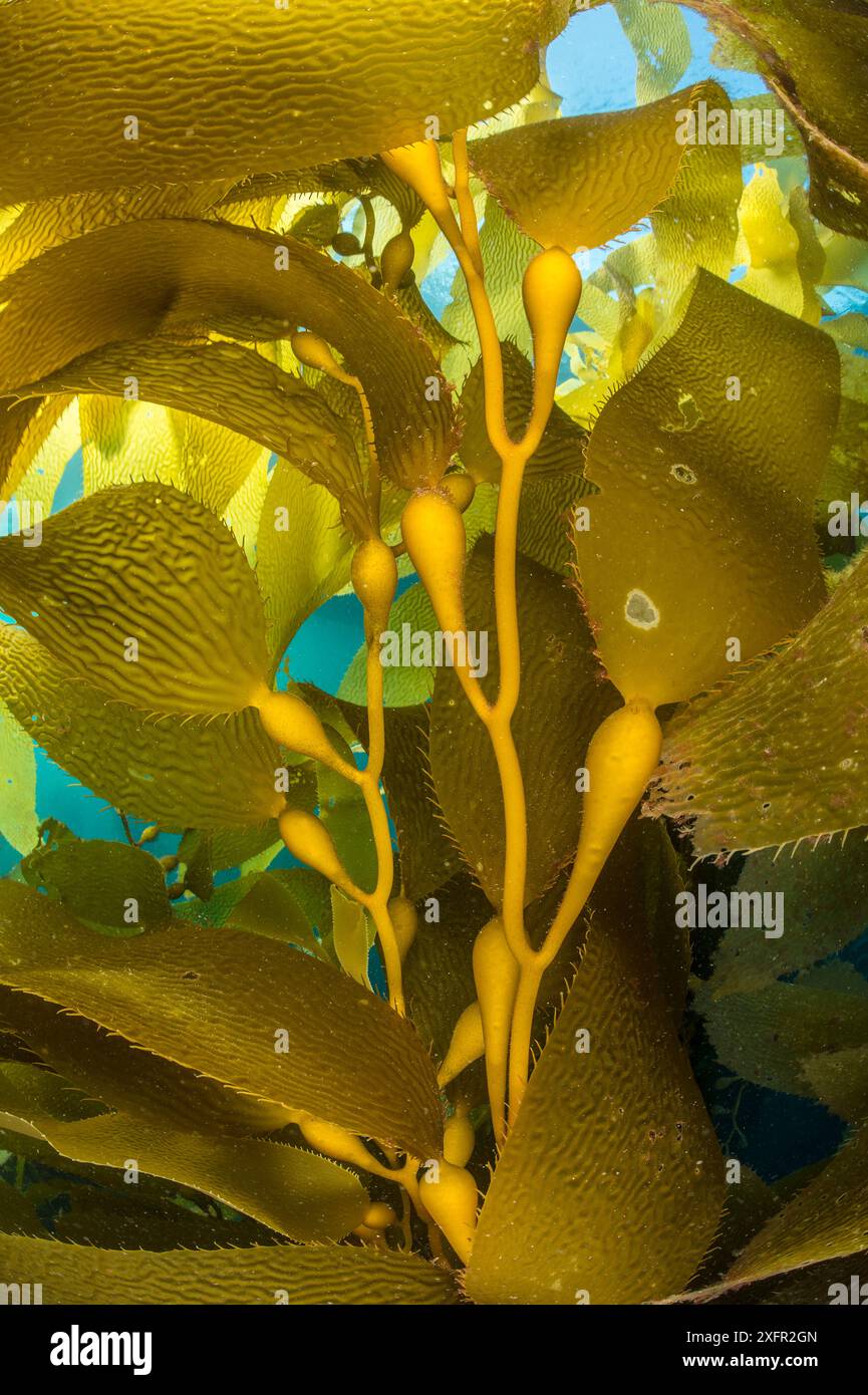 Detail of the gas bladders and fronds of Giant kelp (Macrocystis ...