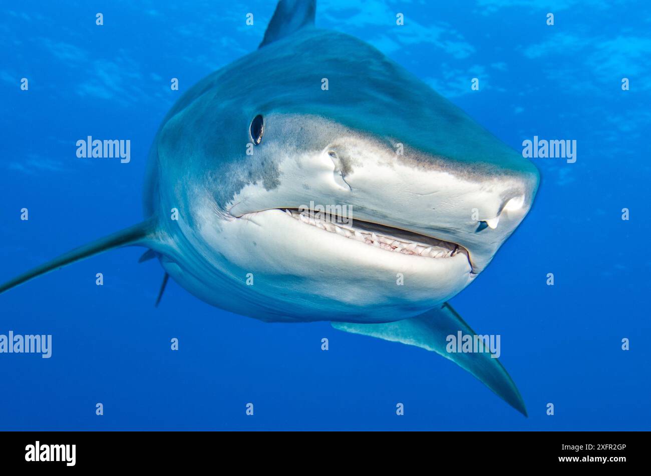 Tiger shark (Galeocerdo cuvier) female in open water. Grand Bahama ...