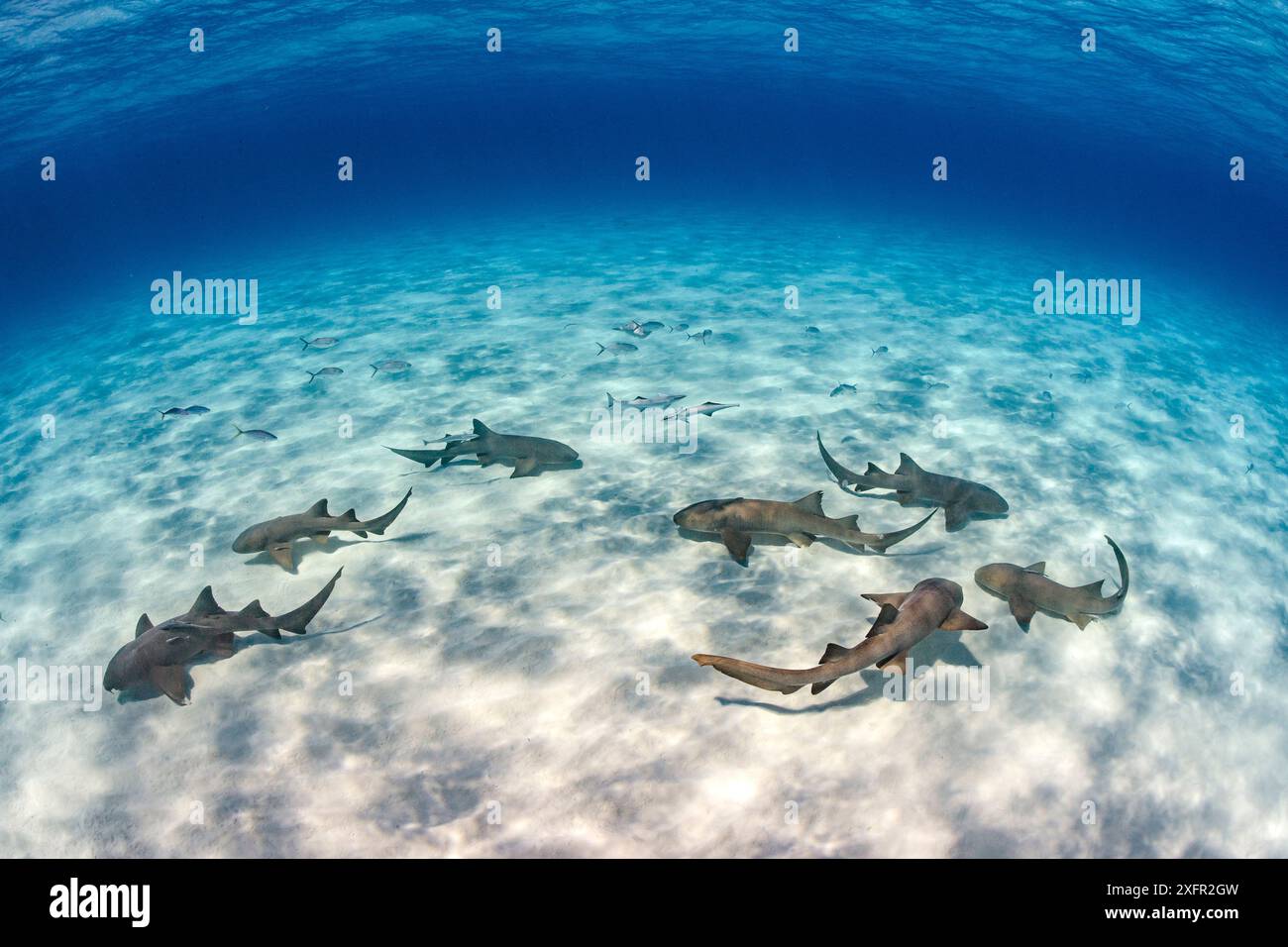 Nurse sharks (Ginglymostoma cirratum) group patrolling on a shallow ...