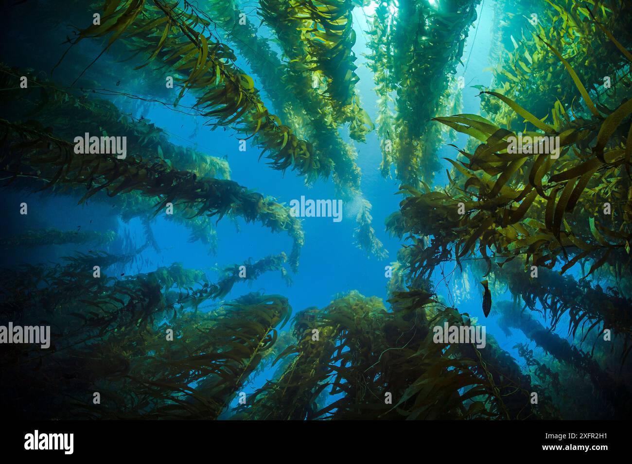 View upwards through a giant kelp forest (Macrocystis pyrifera). Santa ...