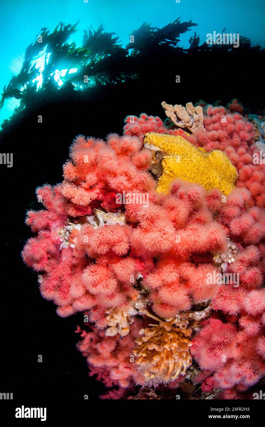 Outcrop covered in red soft coral (Gersemia rubiformis), beneath kelp ...