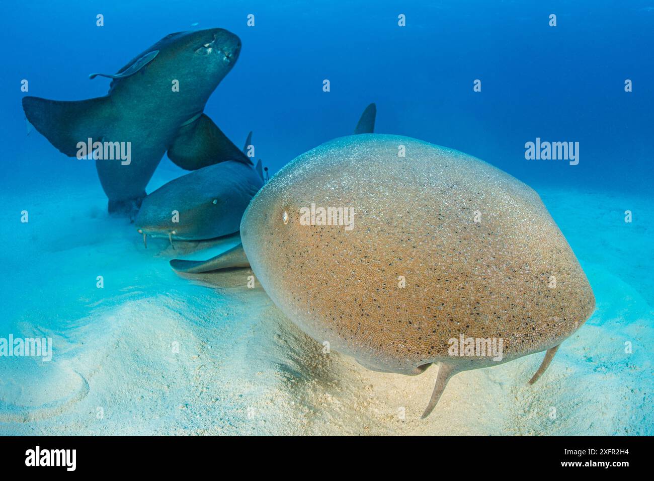 Three Nurse sharks (Ginglymostoma cirratum) on the sand in shallow ...
