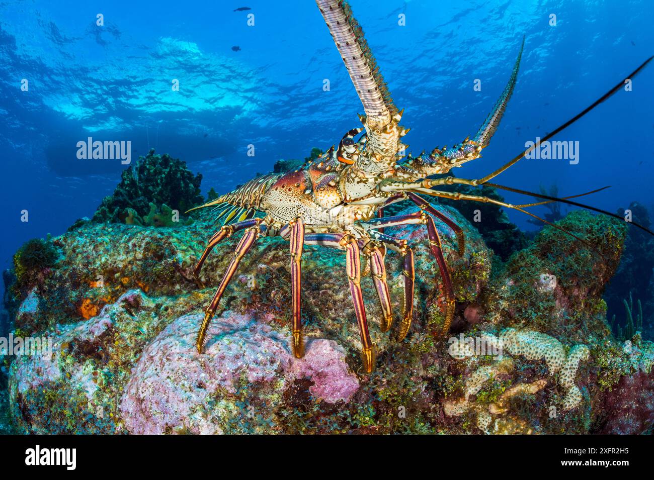 Caribbean spiny lobster (Panulirus argus) emerges onto a coral reef in ...