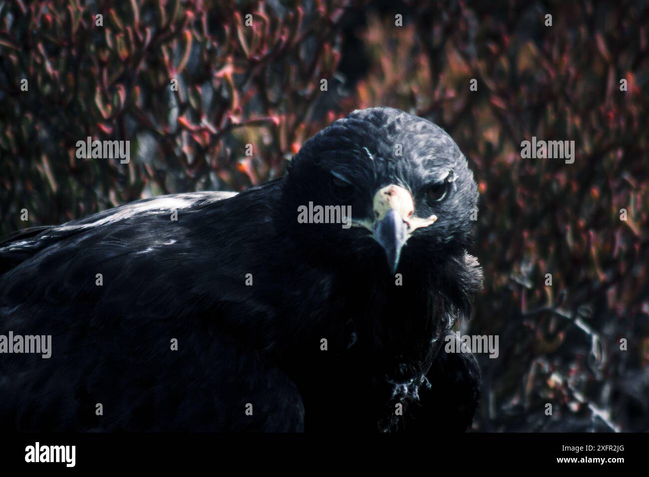 A close-up shot capturing the fierce and focused gaze of a Galapagos ...