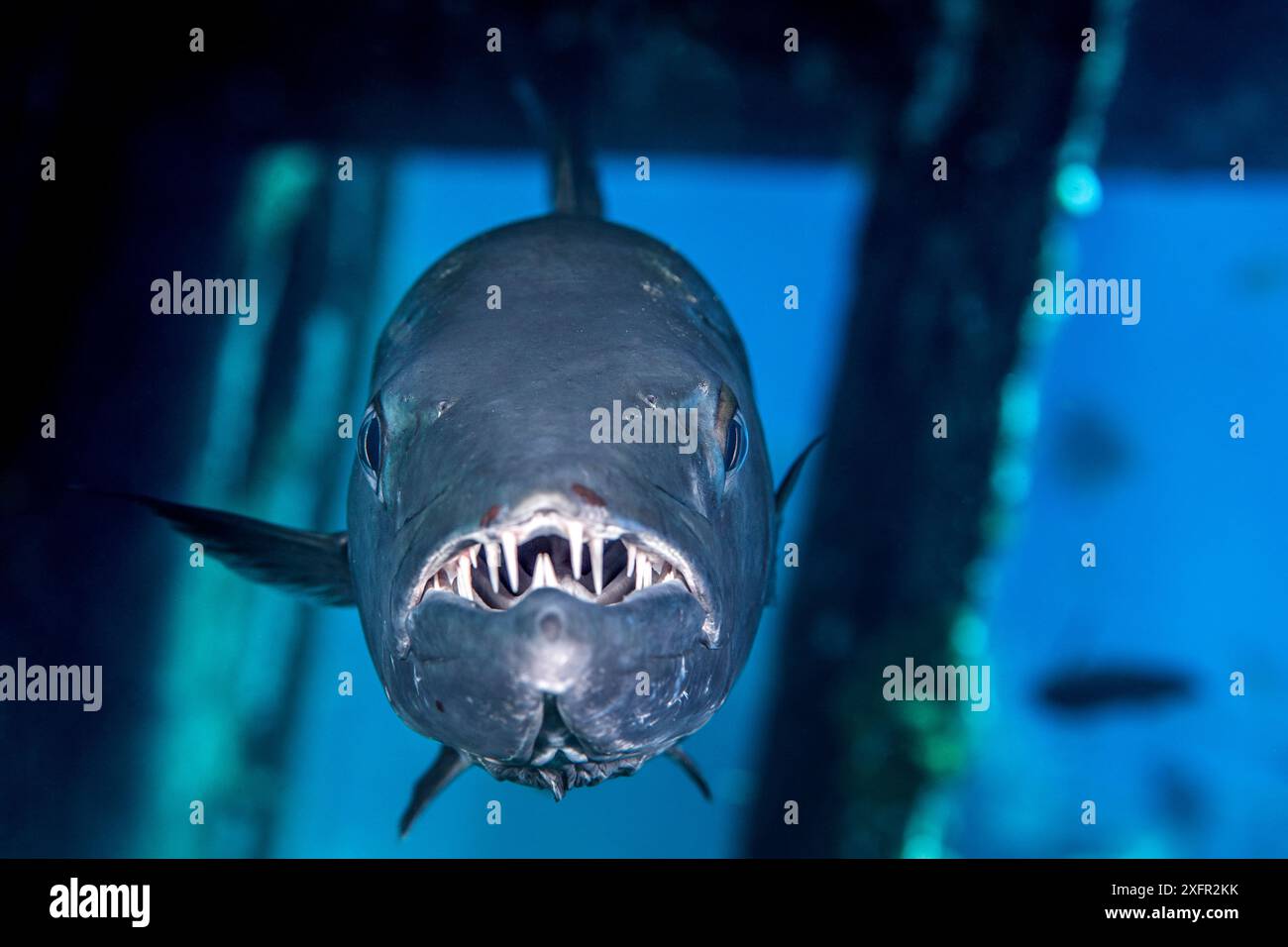 Great barracuda (Sphyraena barracuda) inside the bridge of the wreck of ...