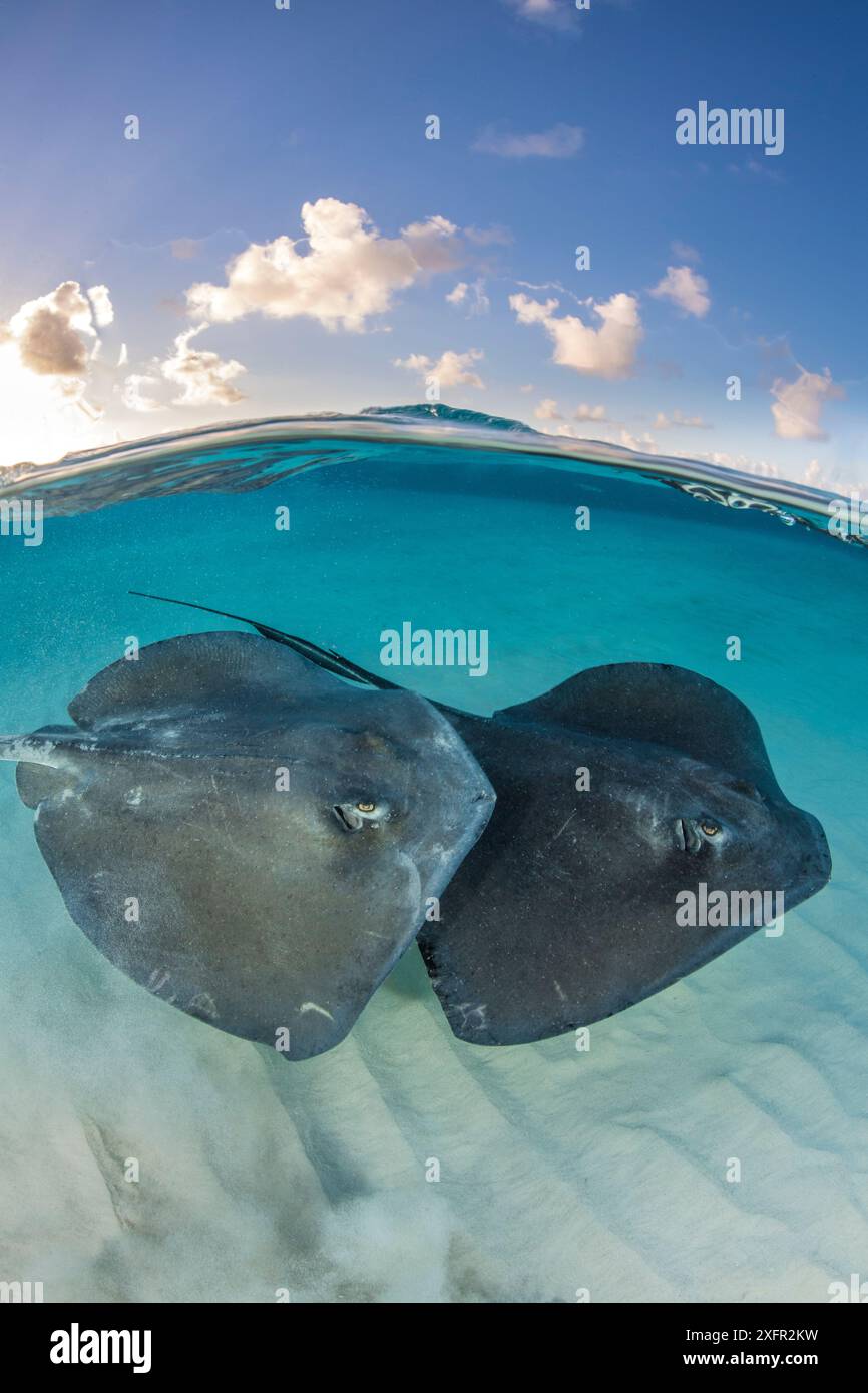 Two large female Southern stingrays (Dasyatis americana) swim over sand ...