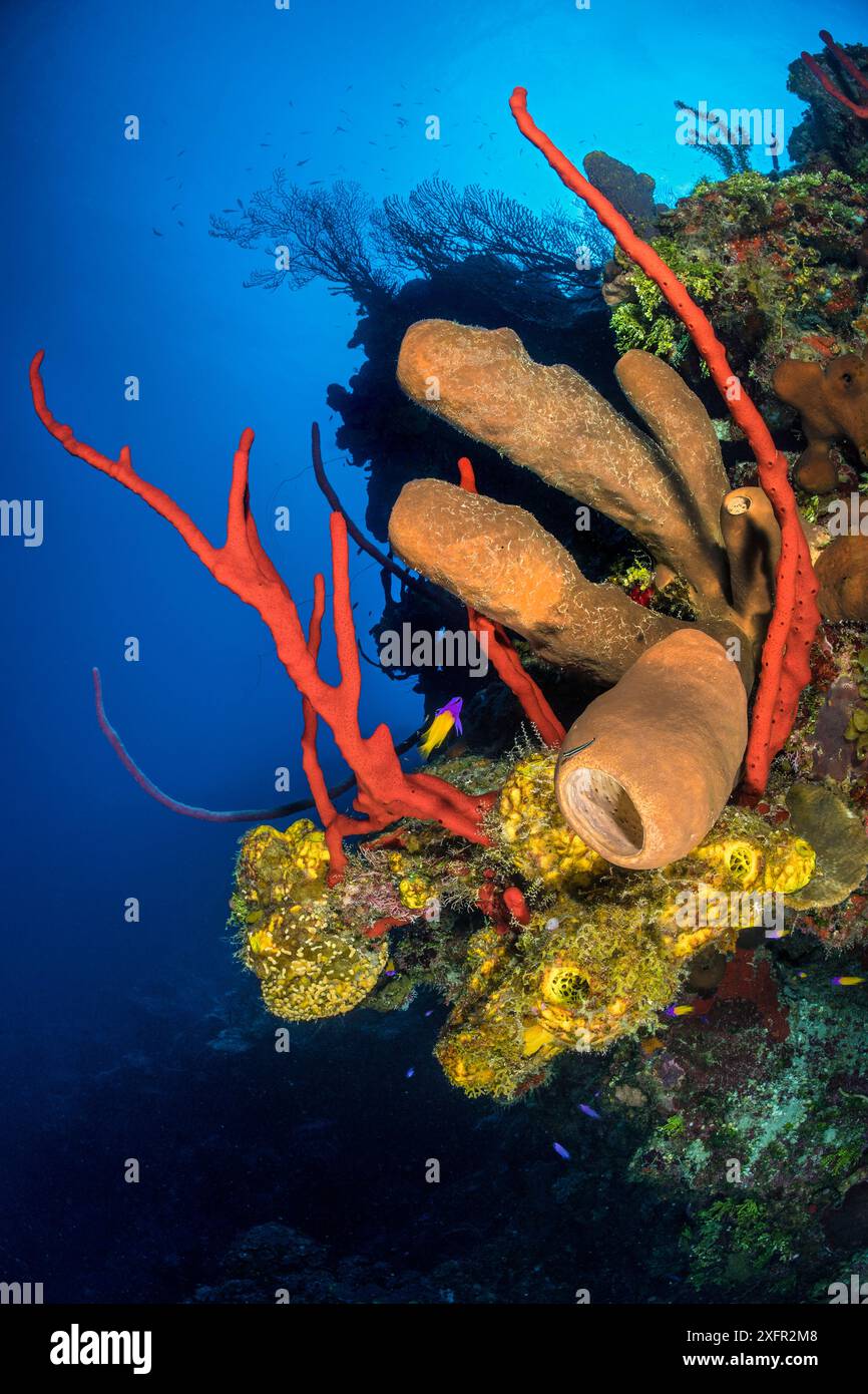 Colourful coral reef wall, with yellow branching tube sponges ...