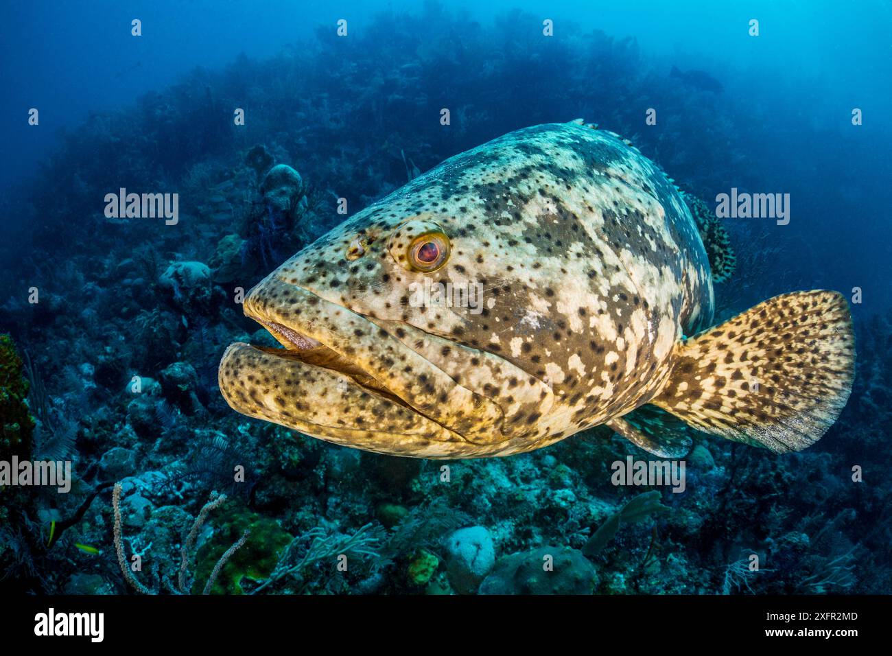 Osteichthyes caribbean fishes groupers hi-res stock photography and ...