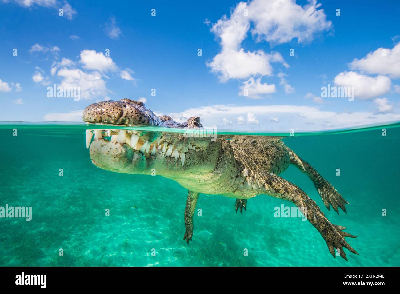 Split level view of an American crocodile (Crocodylus acutus) Jardines ...