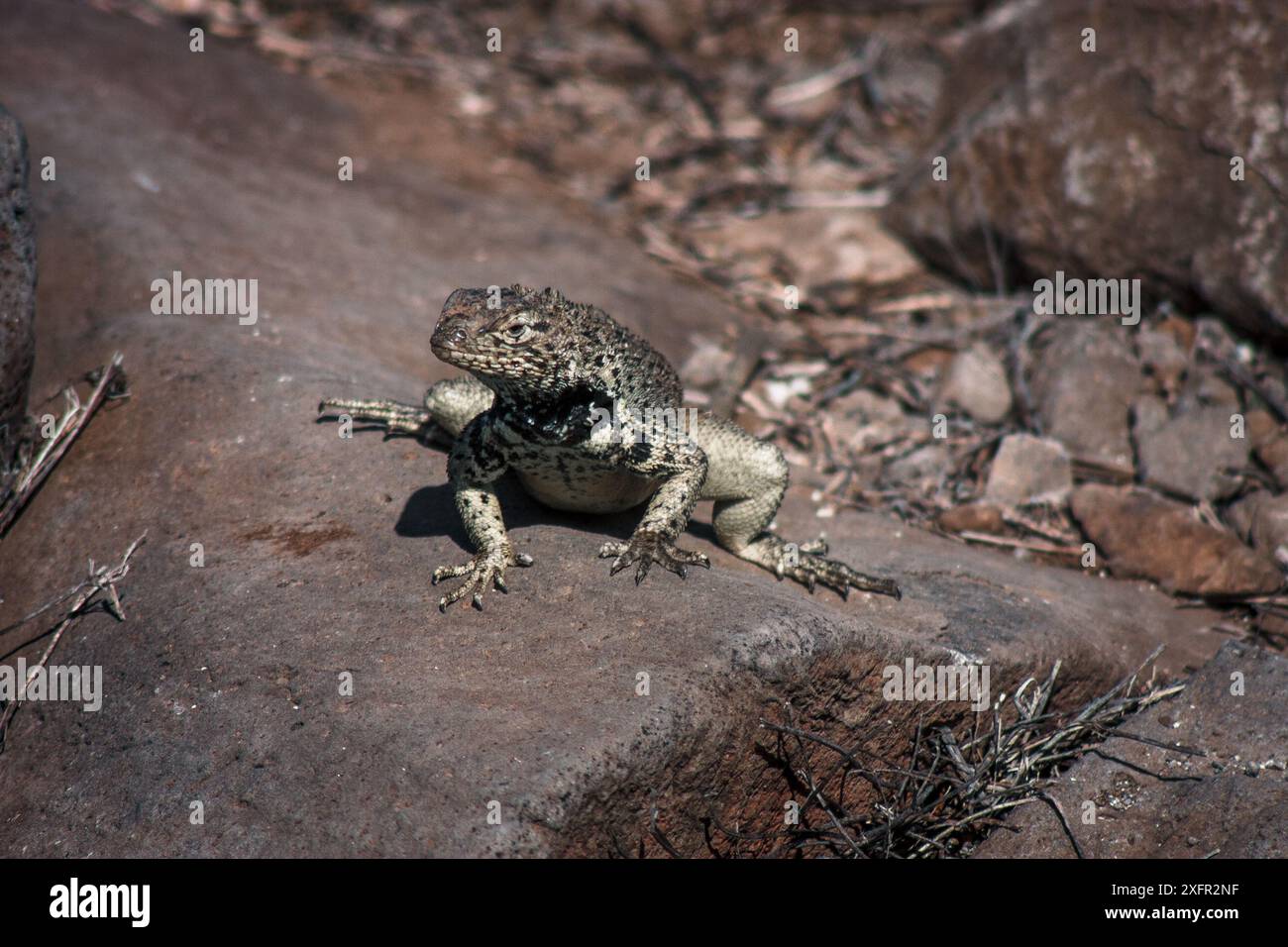 A Galapagos lizard basks on a sunlit rock, showcasing the unique ...