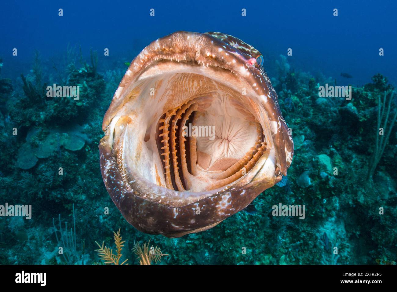 Black grouper (Mycteroperca bonaci) yawning on a coral reef. Jardines ...