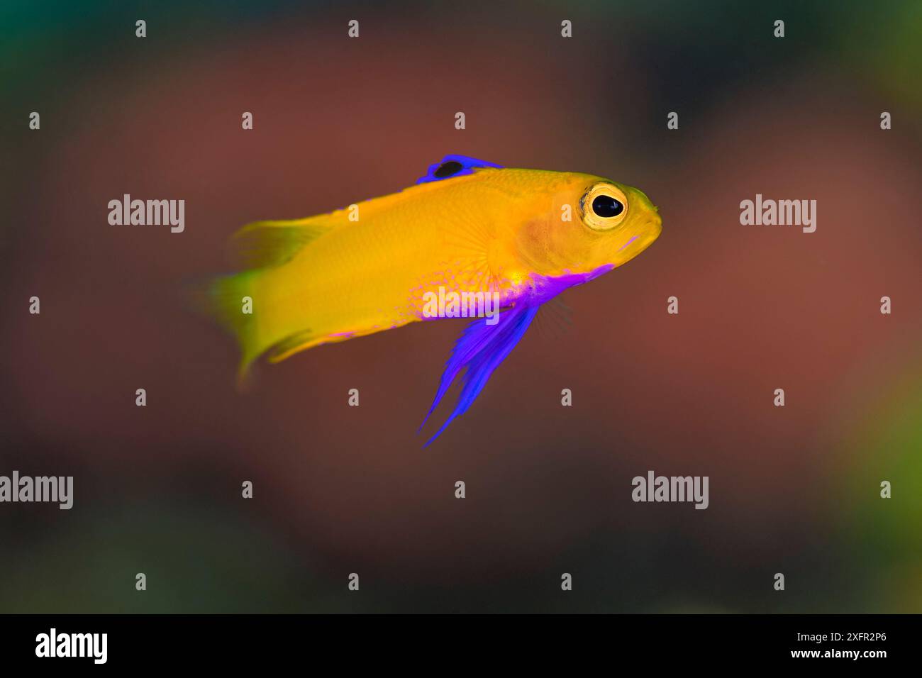 Portrait of the rare Golden basslet (Gramma dejongi) on a coral reef ...