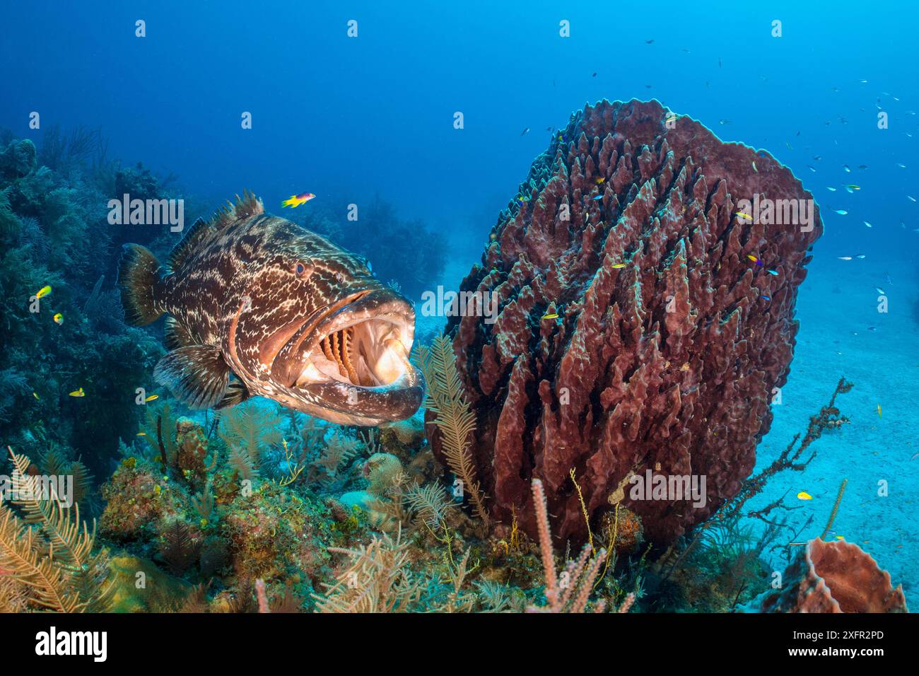 Black grouper (Mycteroperca bonaci) yawns as it visits a cleaning station on a coral reef ...