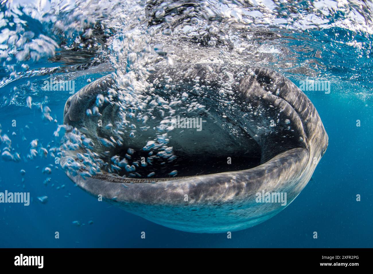 Whale shark (Rhincodon typus) mouth open feeding at the surface, Isla ...