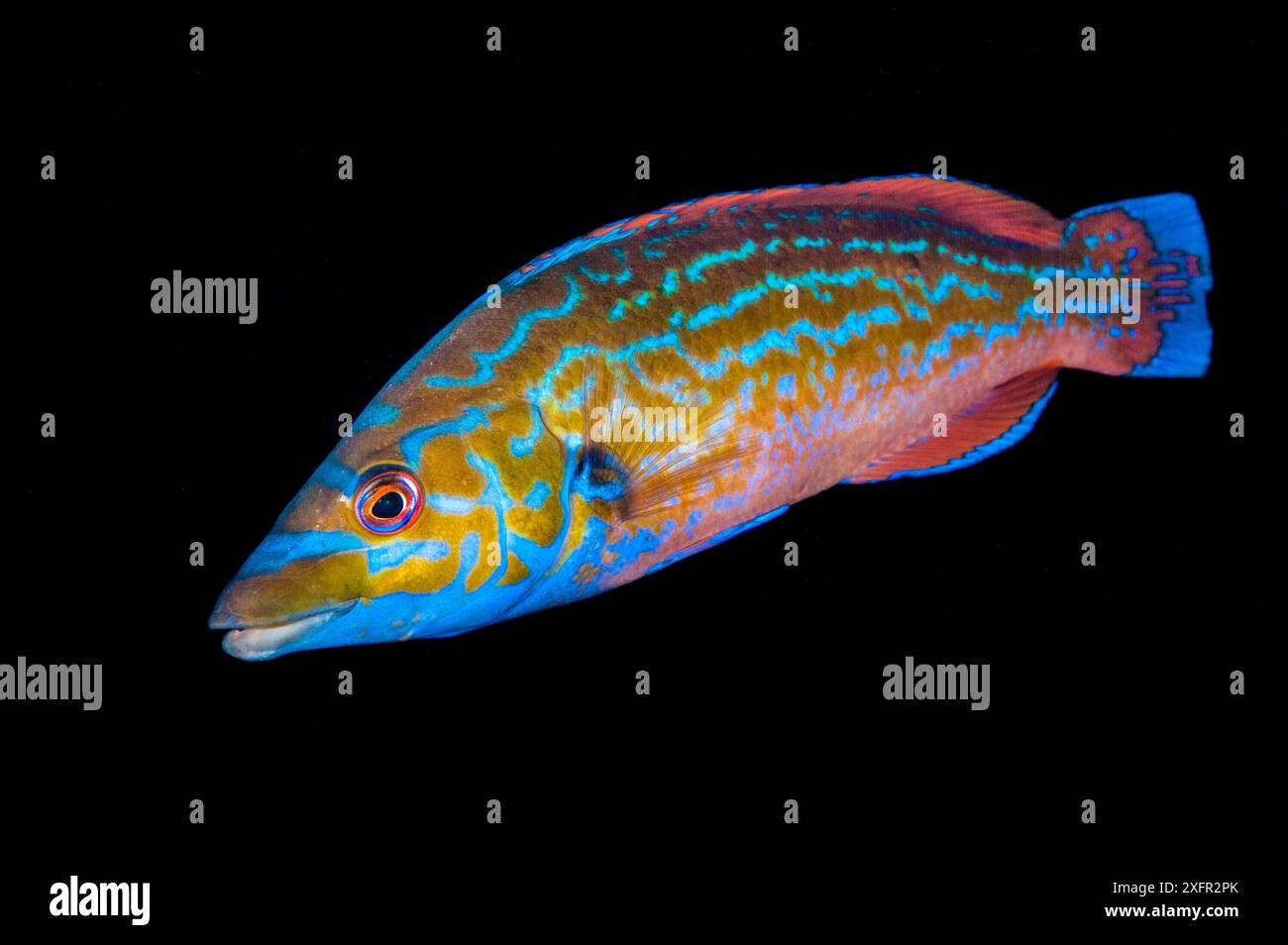 Portrait of a male Cuckoo wrasse (Labrus mixtus) Gulen, Bergen, Norway ...