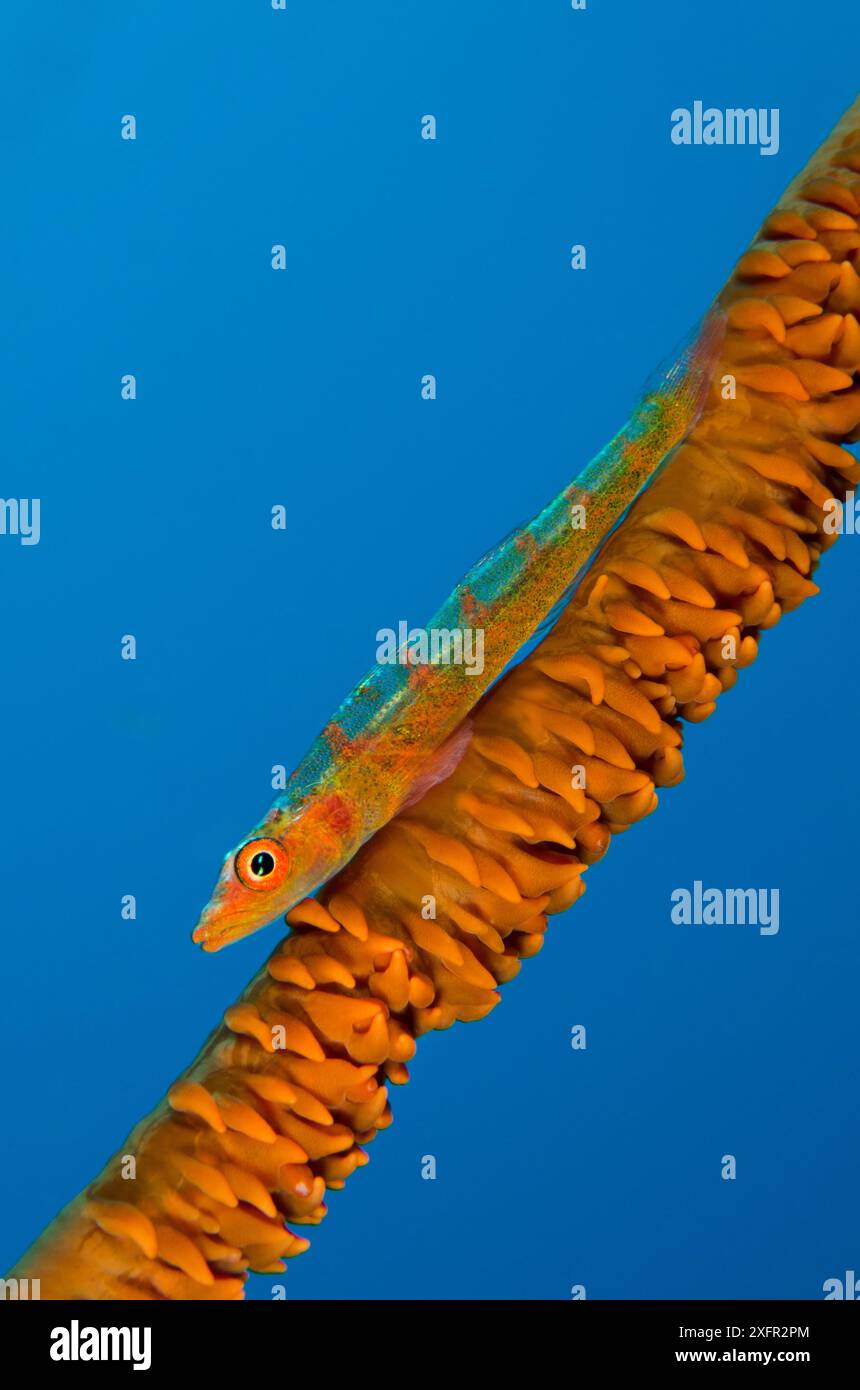 A large whip goby (Bryaninops amplus) on a whip coral against blue ...