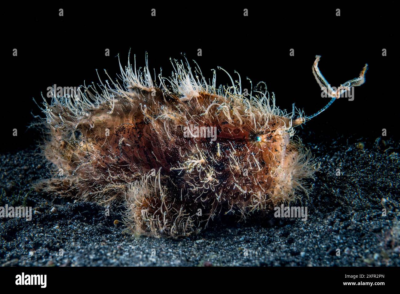 Worm like lure hi-res stock photography and images - Alamy