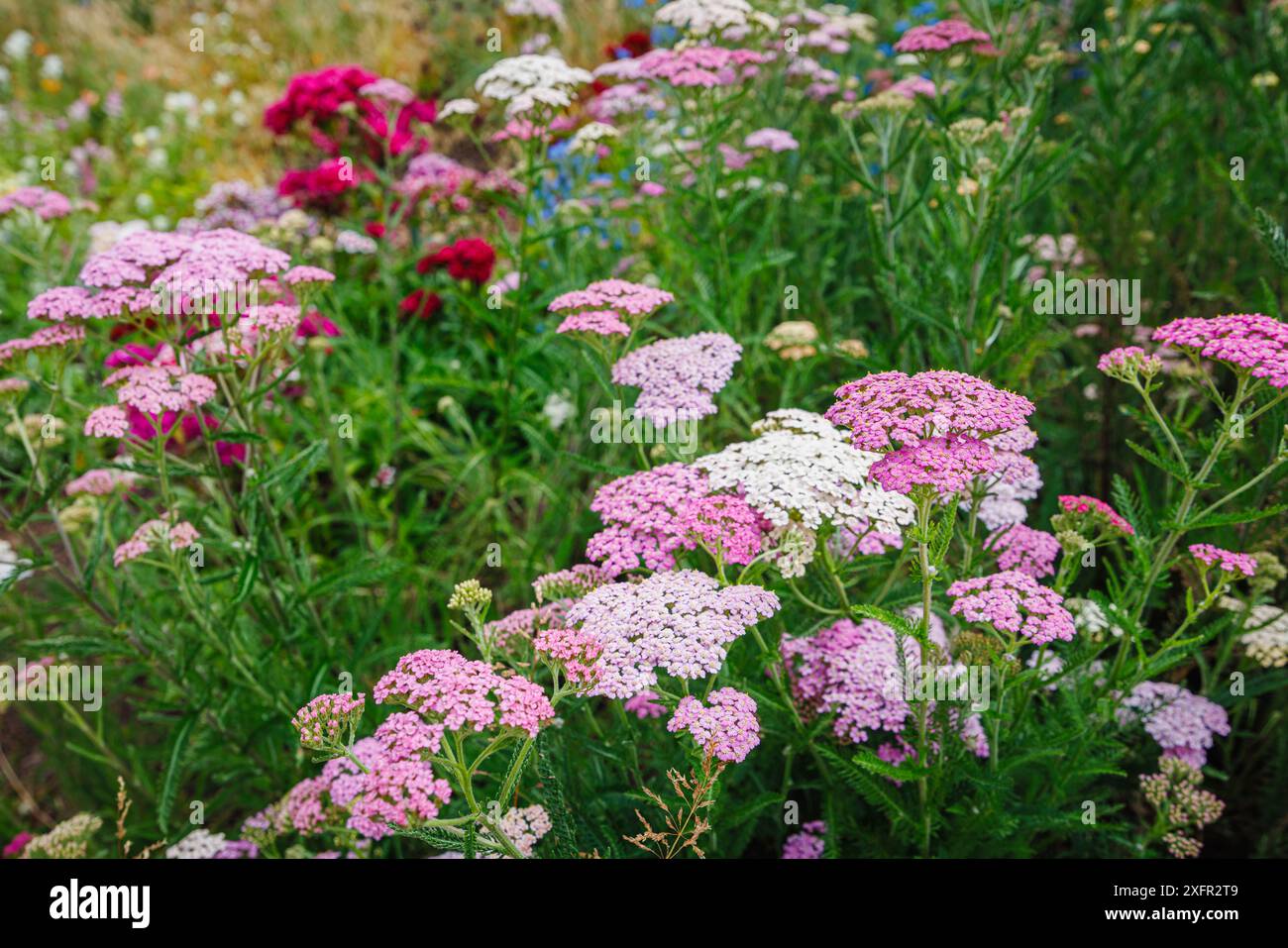 Pink and white stoloniferous Achillea (yarrow) growing and flowering in ...