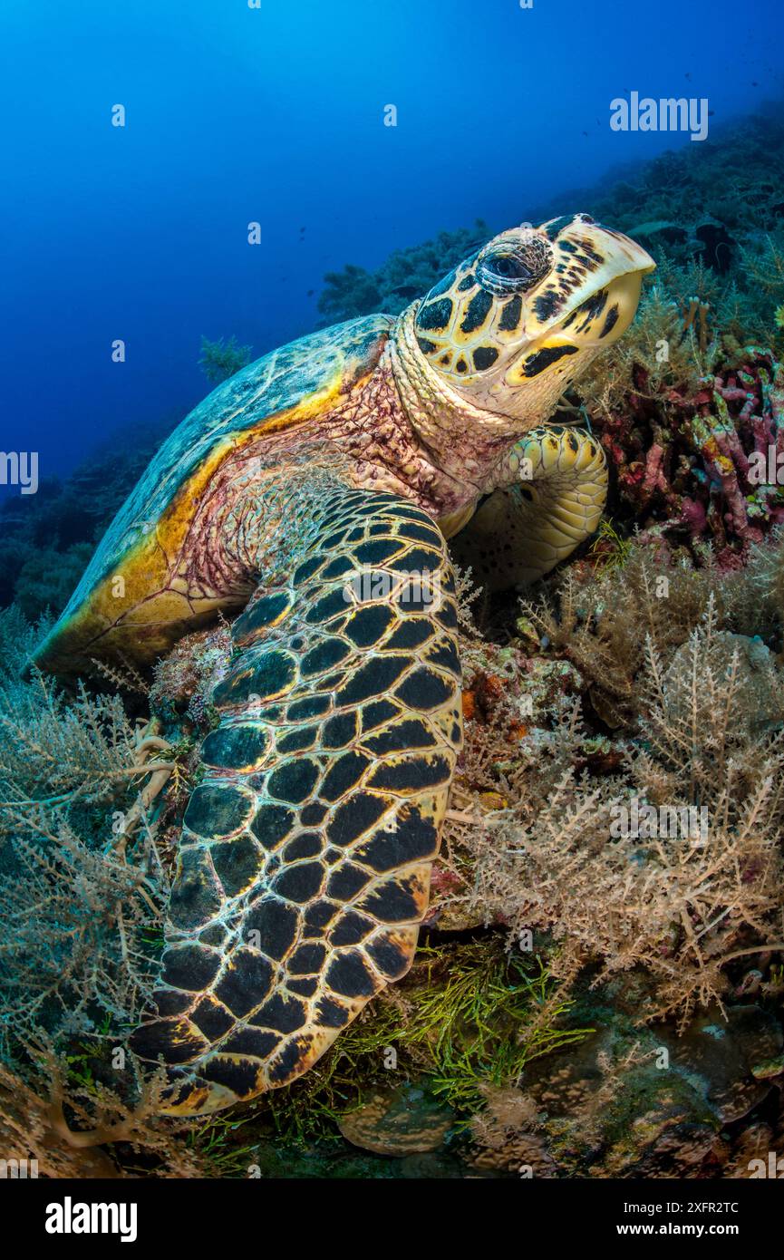 Hawksbill sea turtle (Eretmochelys imbricata) resting on a coral reef ...