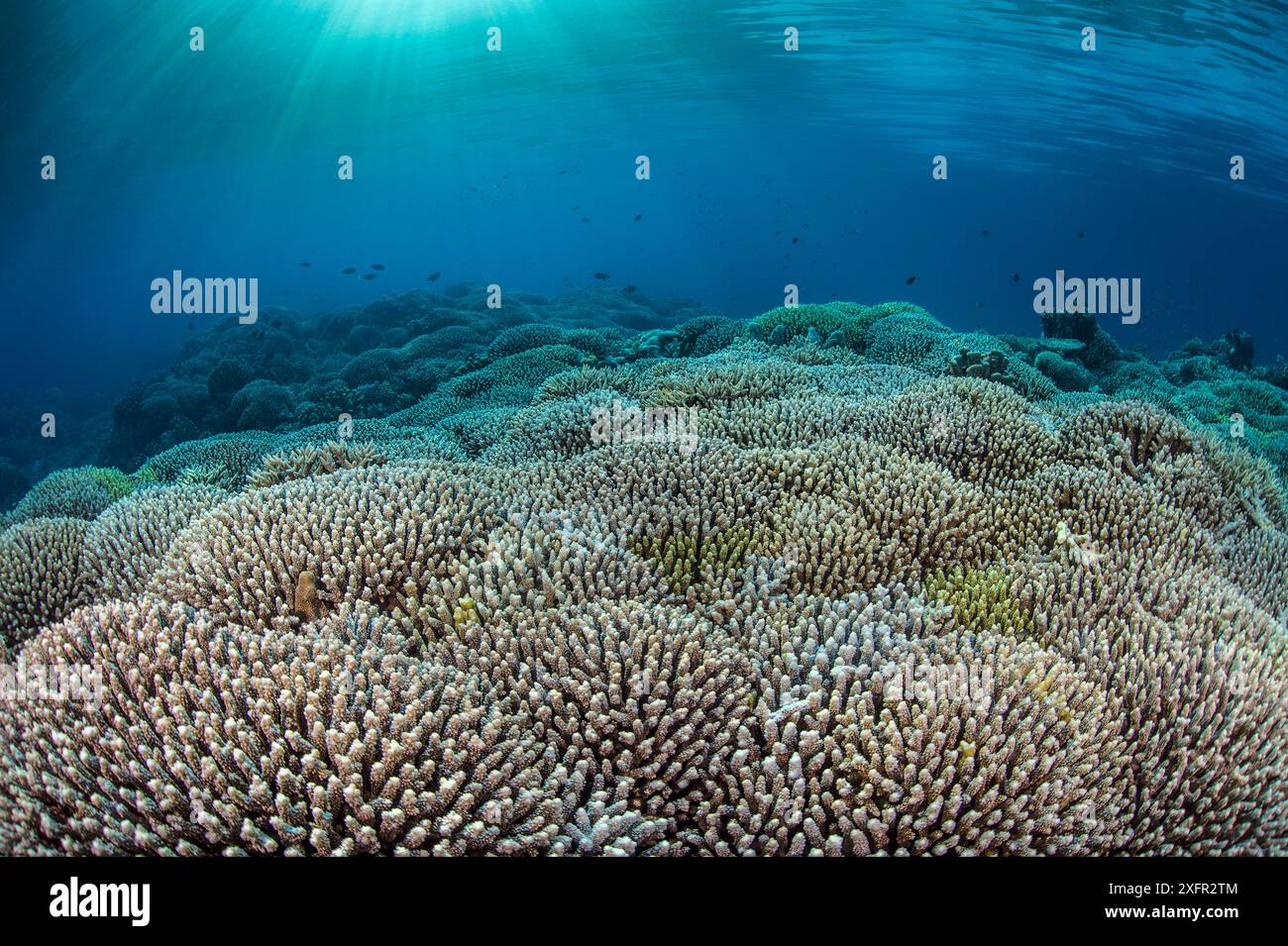 Evening sun beams over hard corals (Acropora sp). Tubbataha reef ...