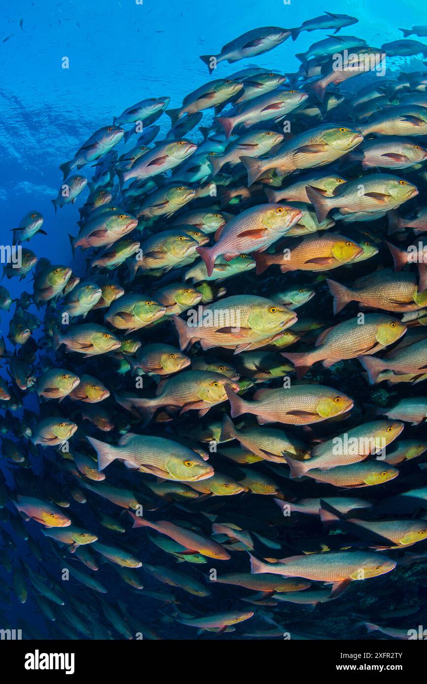 School of Bohar snapper (Lutjanus bohar) swimming in formation along a ...