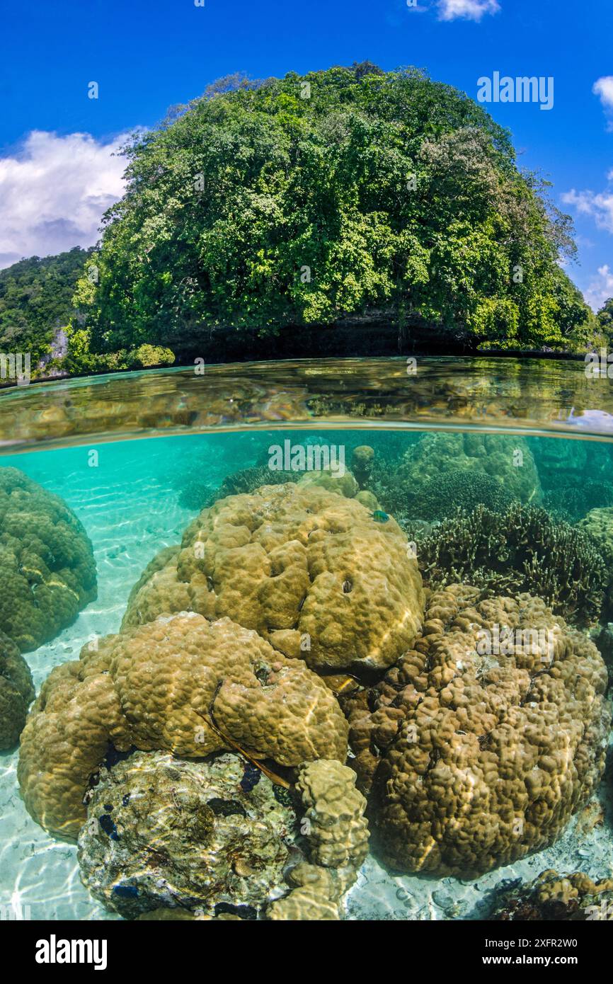 Hard corals (Porites sp. ) grow in shallow water around limestone rock ...
