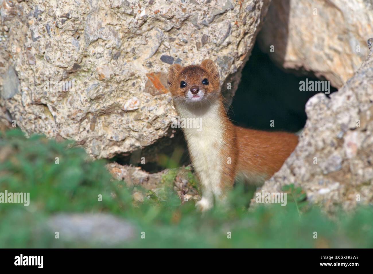 Mountain weasel (Mustela altaica) portrait, Sanjiangyuan National ...