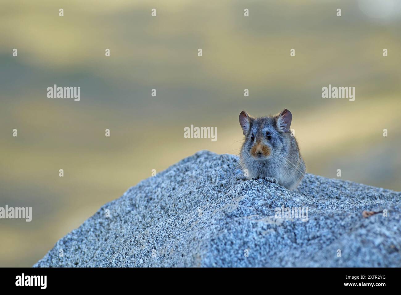 Plateau pikas hi-res stock photography and images - Alamy