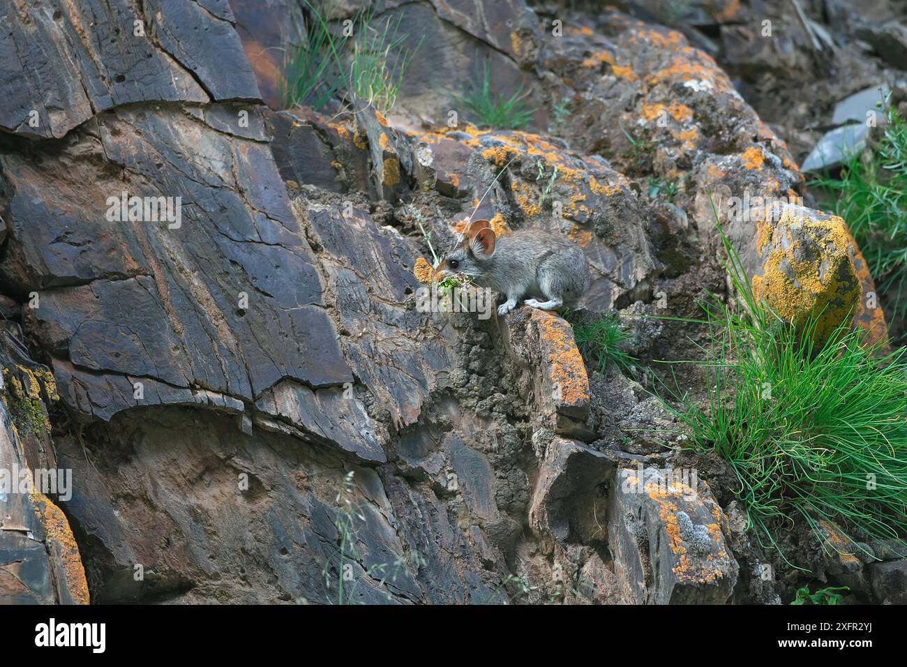 Plateau pikas hi-res stock photography and images - Alamy