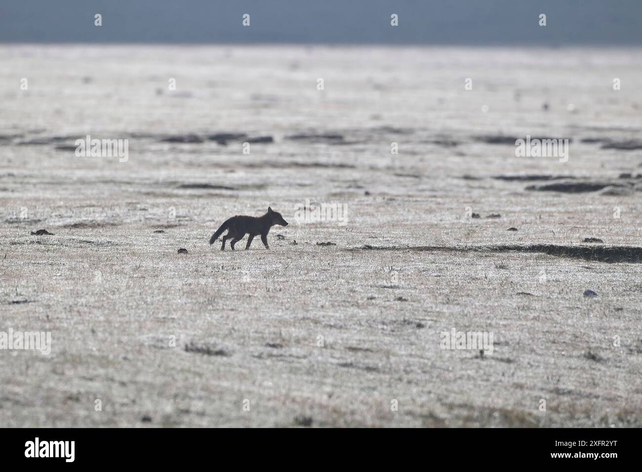 Tibetan Fox (Vulpes ferrilata) Sanjiangyuan National Nature Reserve ...