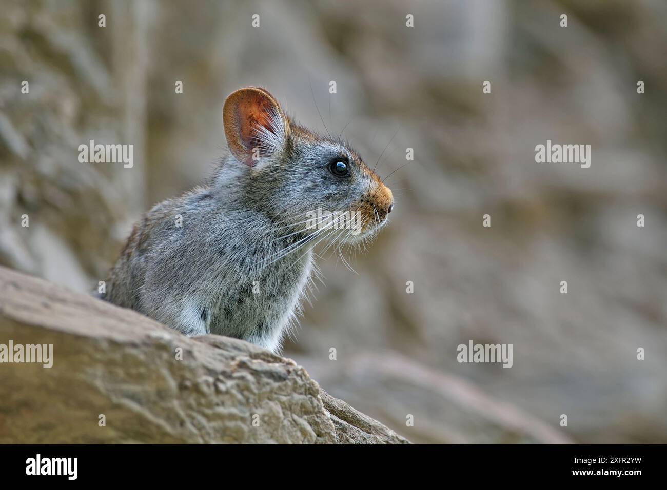 Plateau pikas hi-res stock photography and images - Alamy