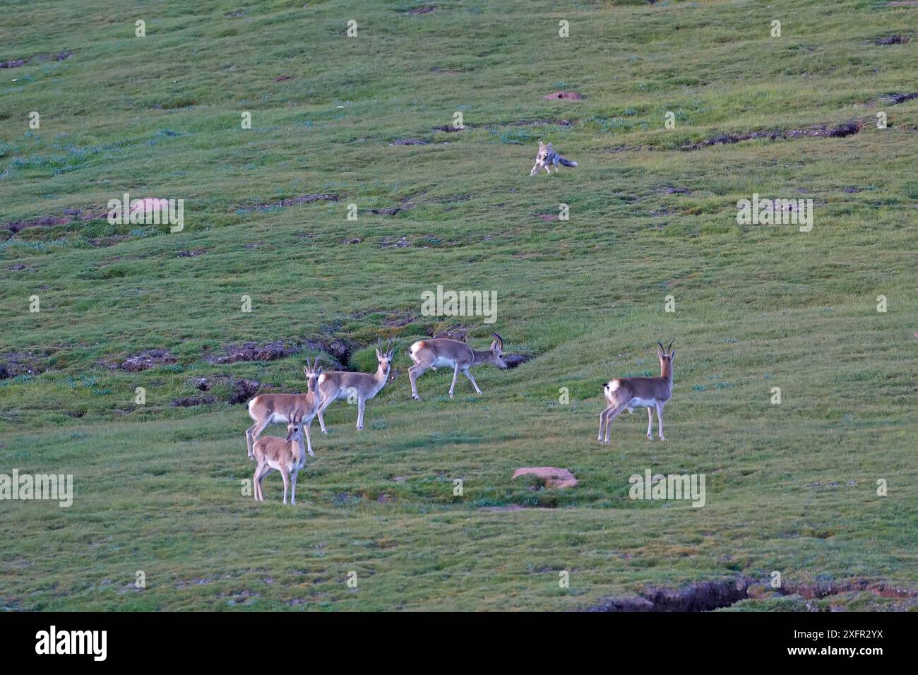 Tibetan fox hi-res stock photography and images - Alamy