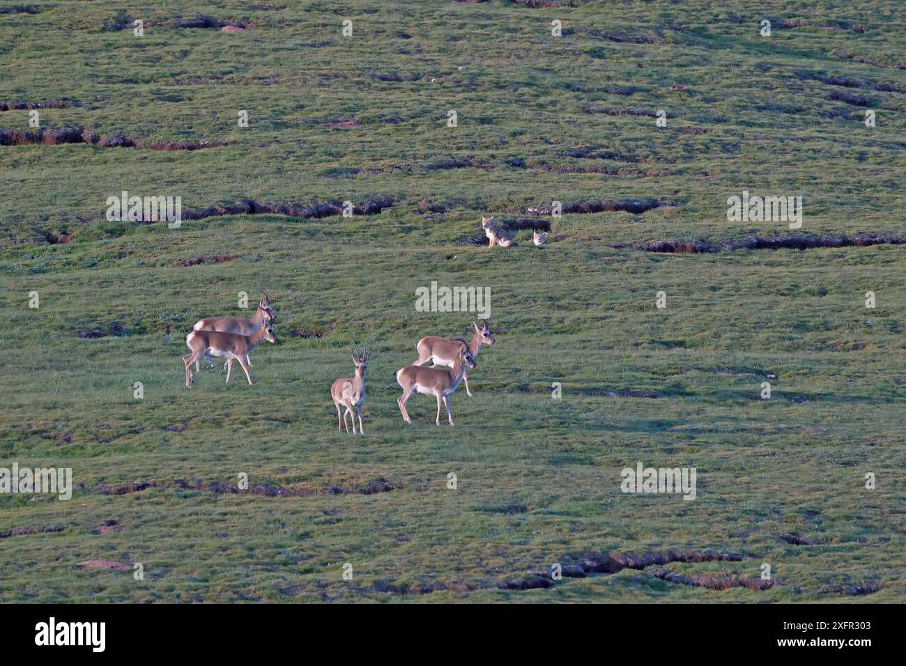 Tibetan Fox (Vulpes ferrilata) watching herd of Tibetan gazelle ...