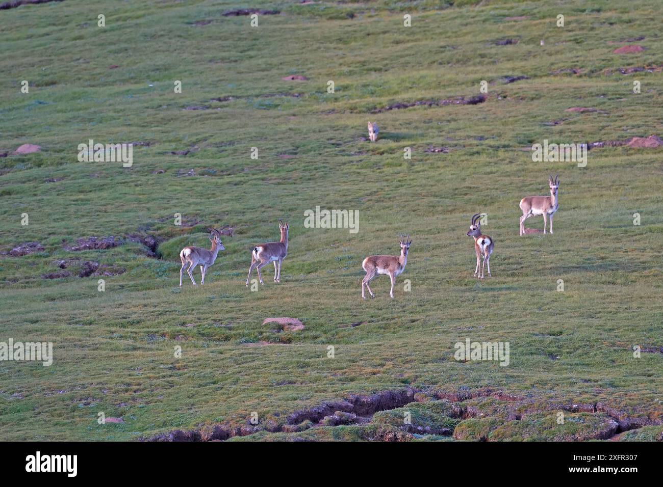 Tibetan Fox (Vulpes ferrilata) watching herd of Tibetan gazelle ...