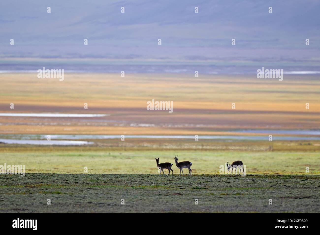 Tibetan gazelle (Procapra picticaudata) Sanjiangyuan National Nature ...