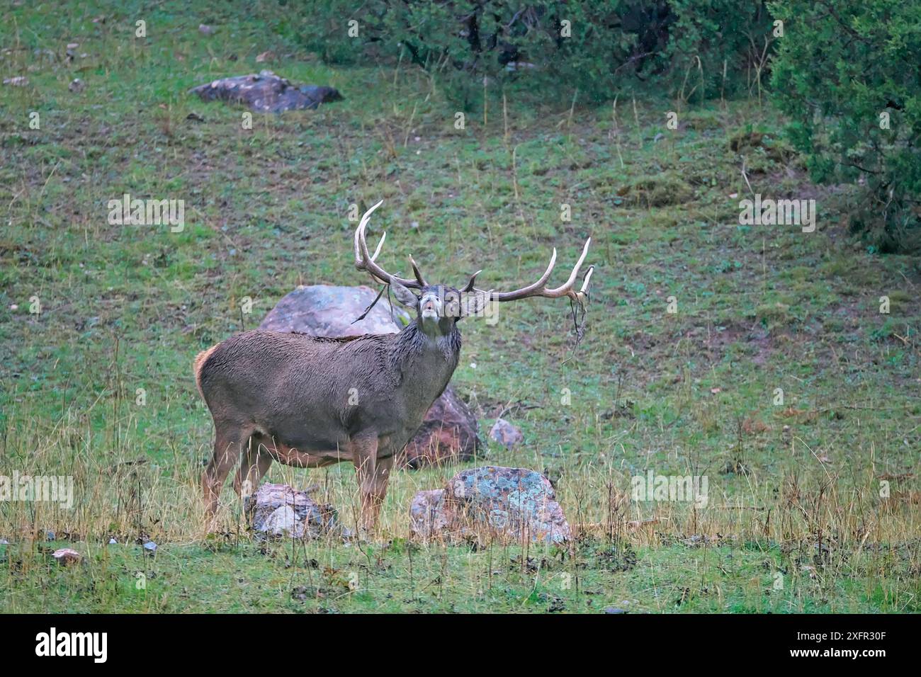 White-lipped deer (Cervus albirostris) stag flehmen response ...