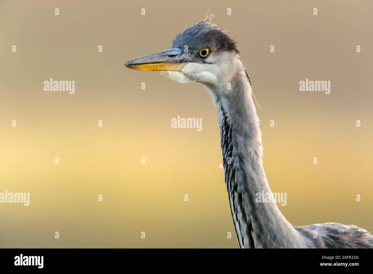 Grey Heron (Ardea cinerea) close-up portrait. Valkenhorst nature ...