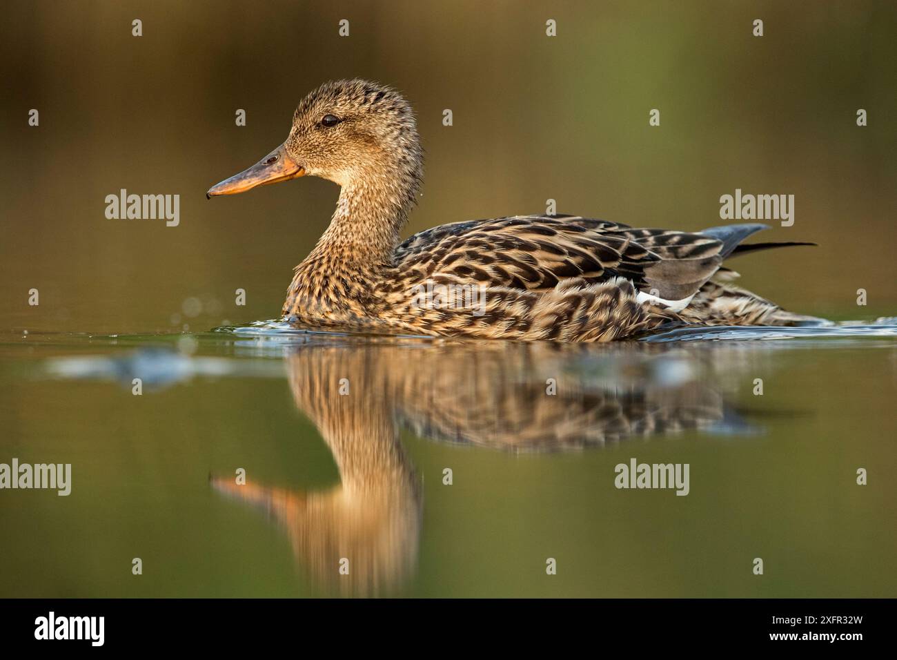 Mallard (Anas platyrhynchos) female. Valkenhorst Nature Reserve ...