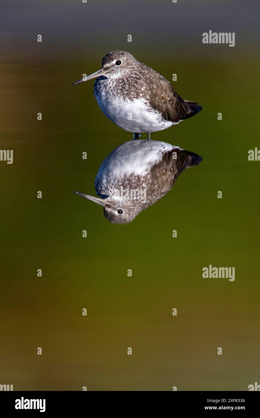 Green sandpiper (Tringa ochropus) adult in breeding plumage, resting in ...