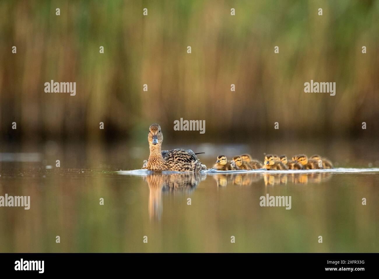 Mallard (Anas platyrhynchos) female with chicks following, Valkenhorst ...