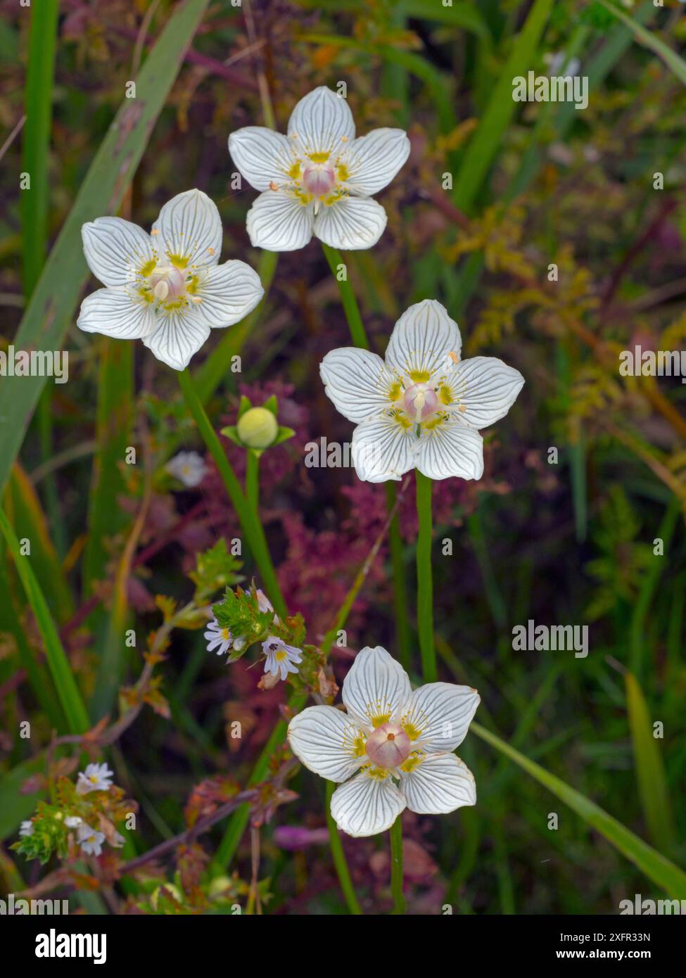 Grass of parnassus norfolk hi-res stock photography and images - Alamy