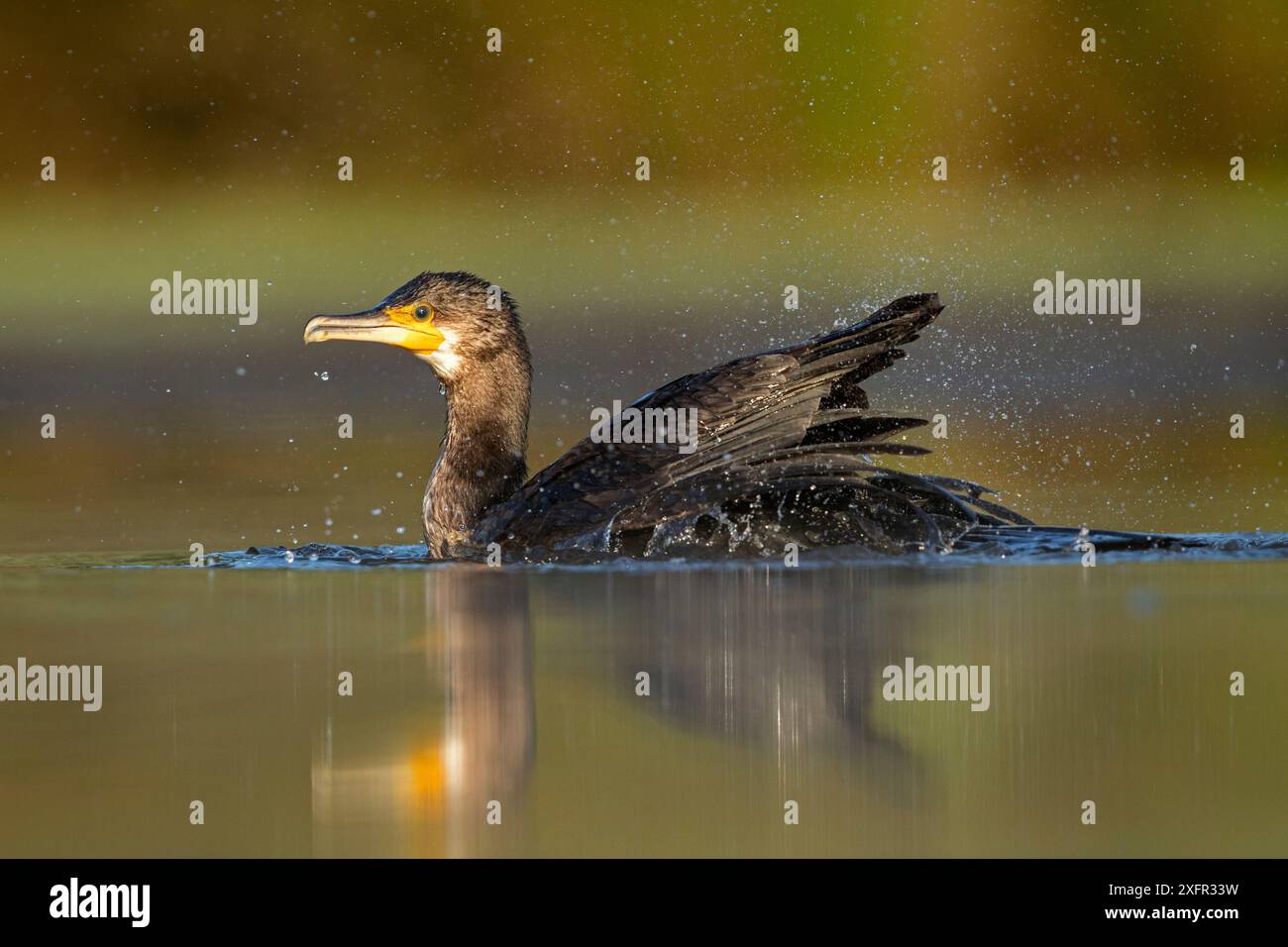 Cormorant (Phalacrocorax carbo) bathing in a pond Valkenhorst nature ...