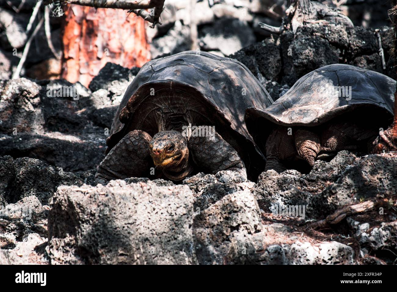 Close-up of Galapagos giant tortoises resting on volcanic rocks ...