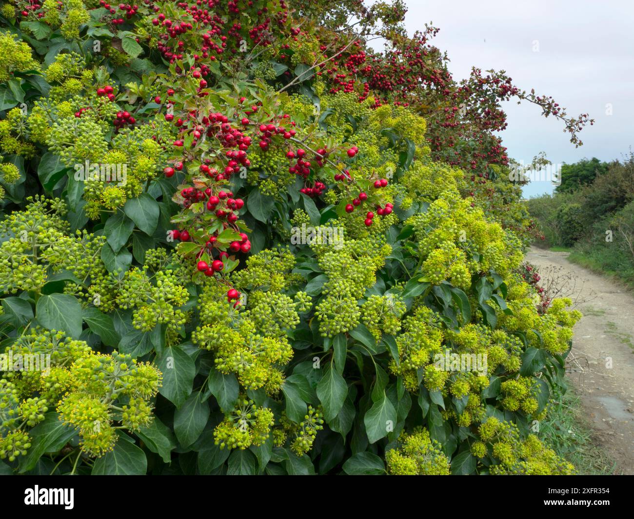 Ivy (Hedra helix) in flower growing around Hawthorn (Crataegus monogyna ...