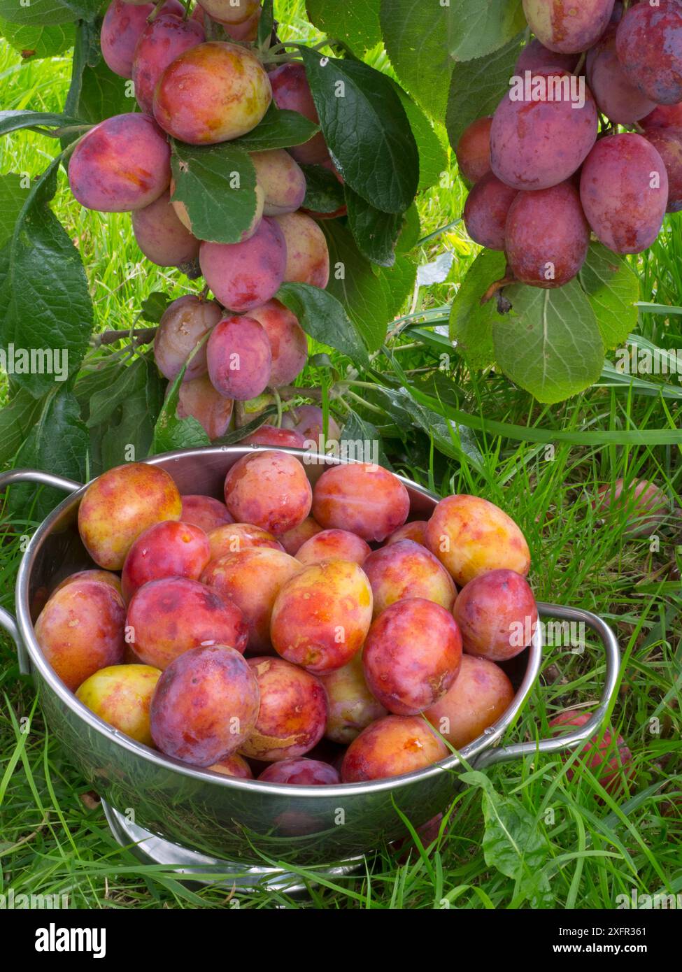 Victoria plums (Prunus domestica) during harvest in garden. England, UK ...