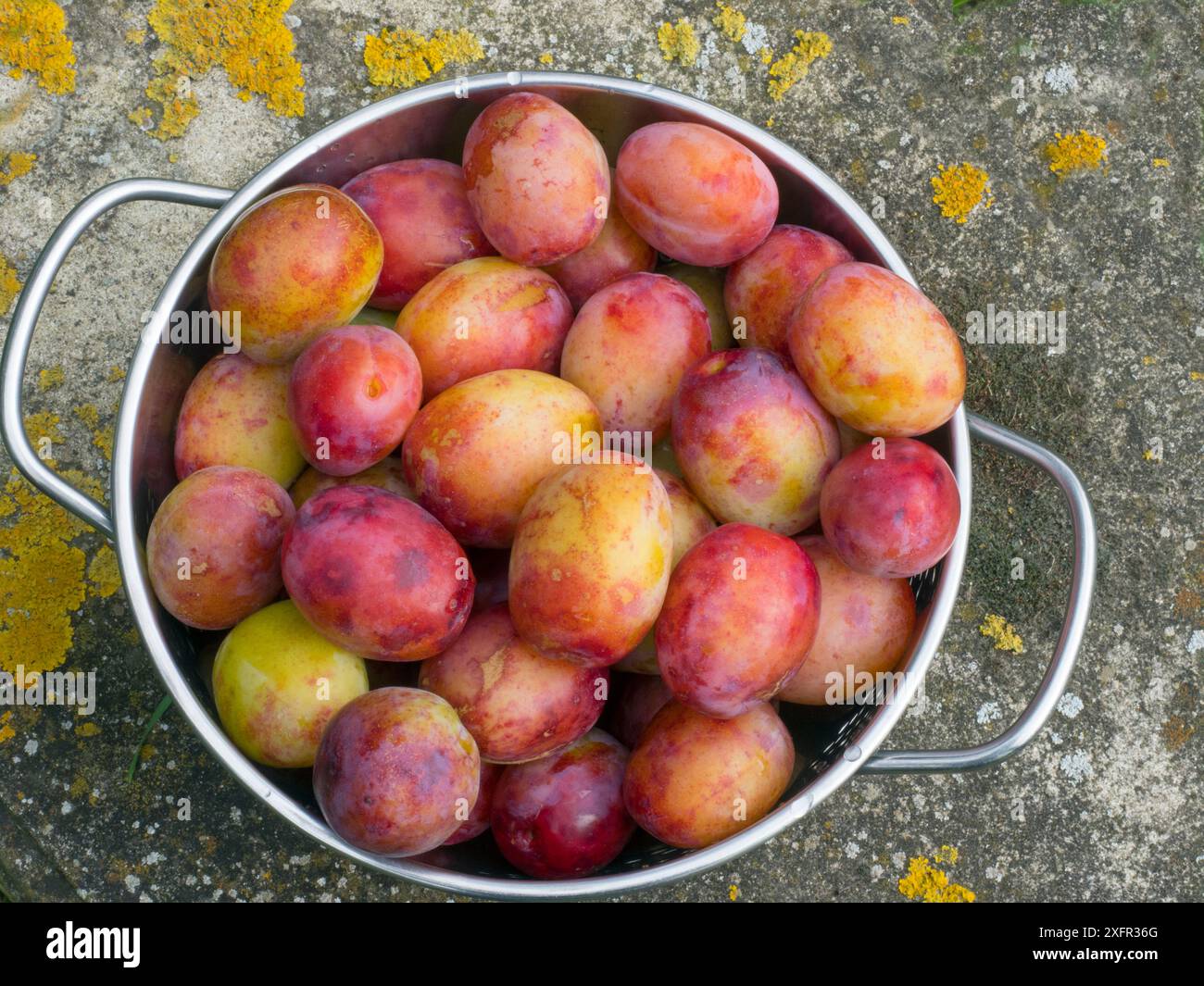 Bowl of Victoria plums (Prunus domestica) during harvest. in garden ...