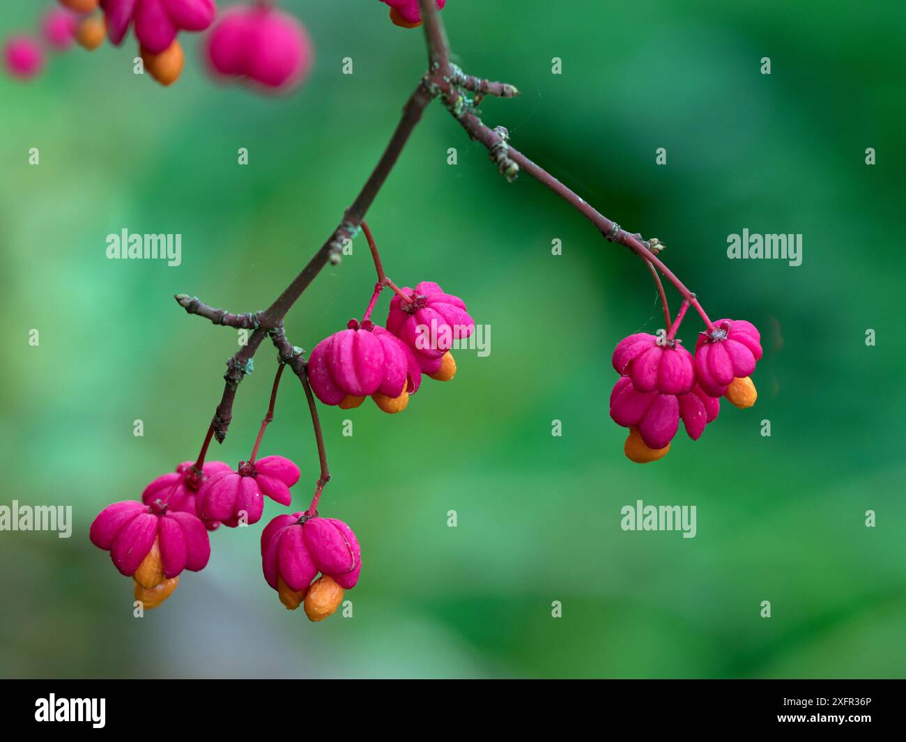 Spindle (Euonymus europacus) berries, Norfolk, England, UK, September ...