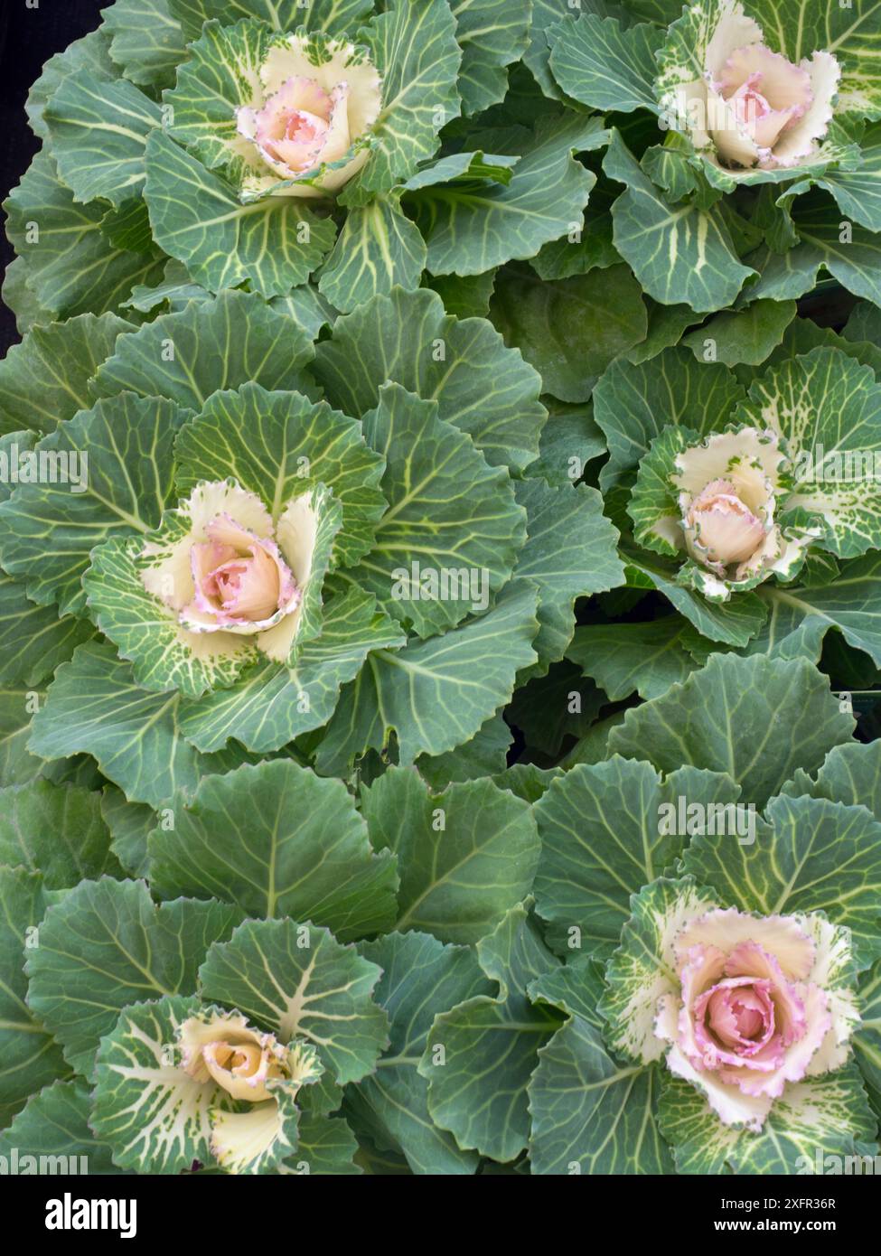 Pigeon cabbage garden hi-res stock photography and images - Alamy