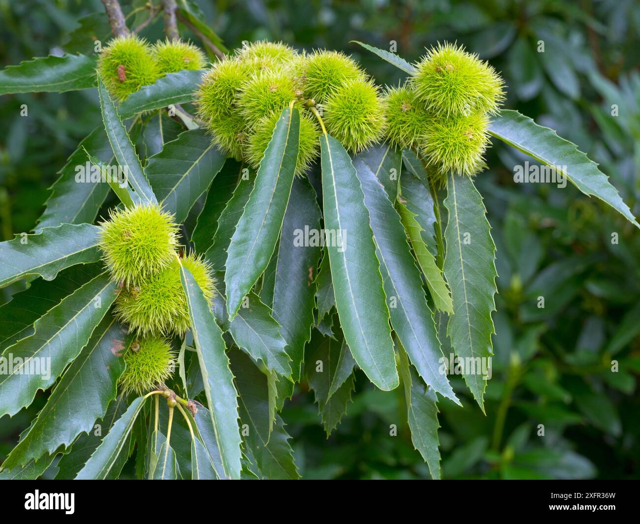 Castanea nut fruits hi-res stock photography and images - Alamy